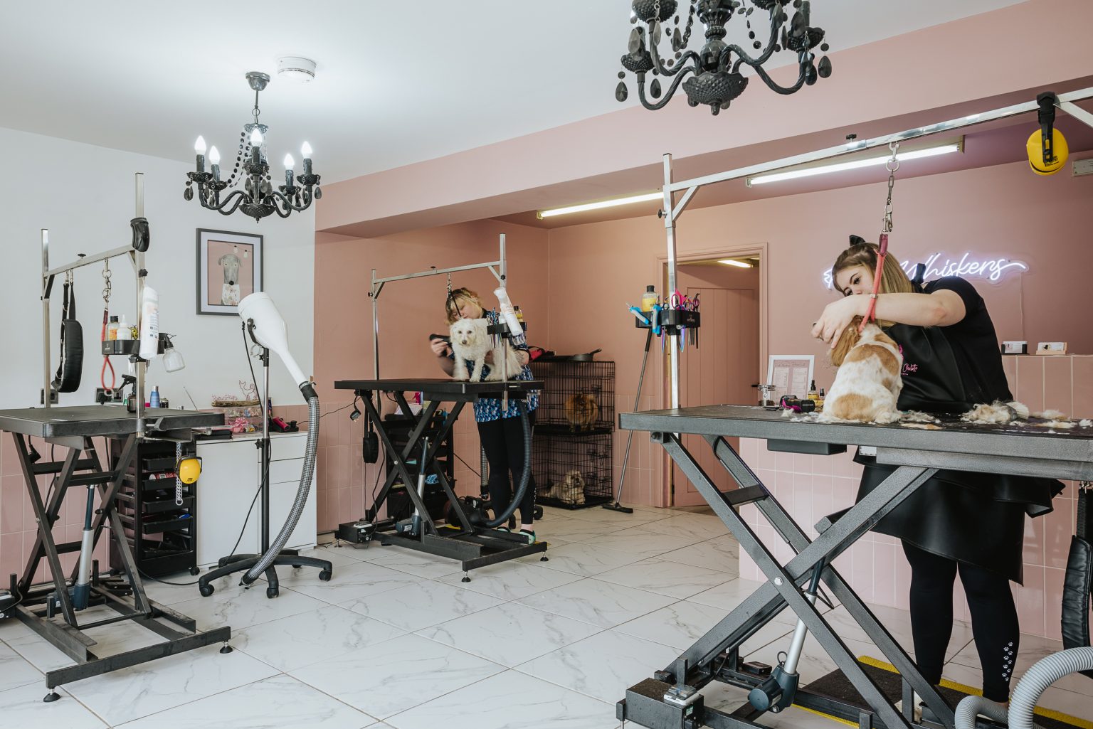 Pink Whiskers Grooming