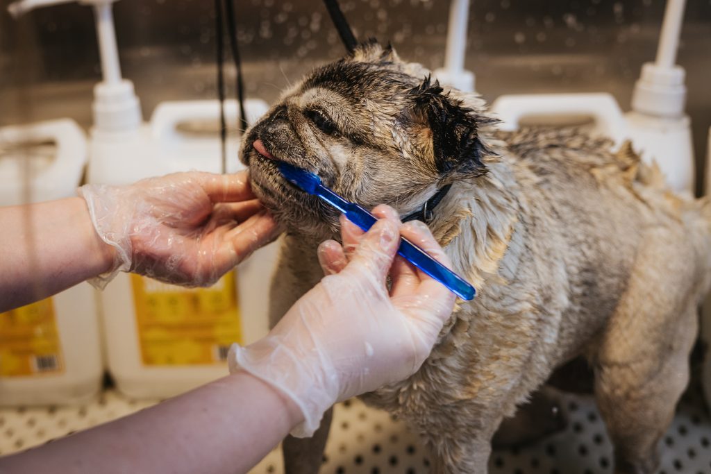 Pink Whiskers Grooming