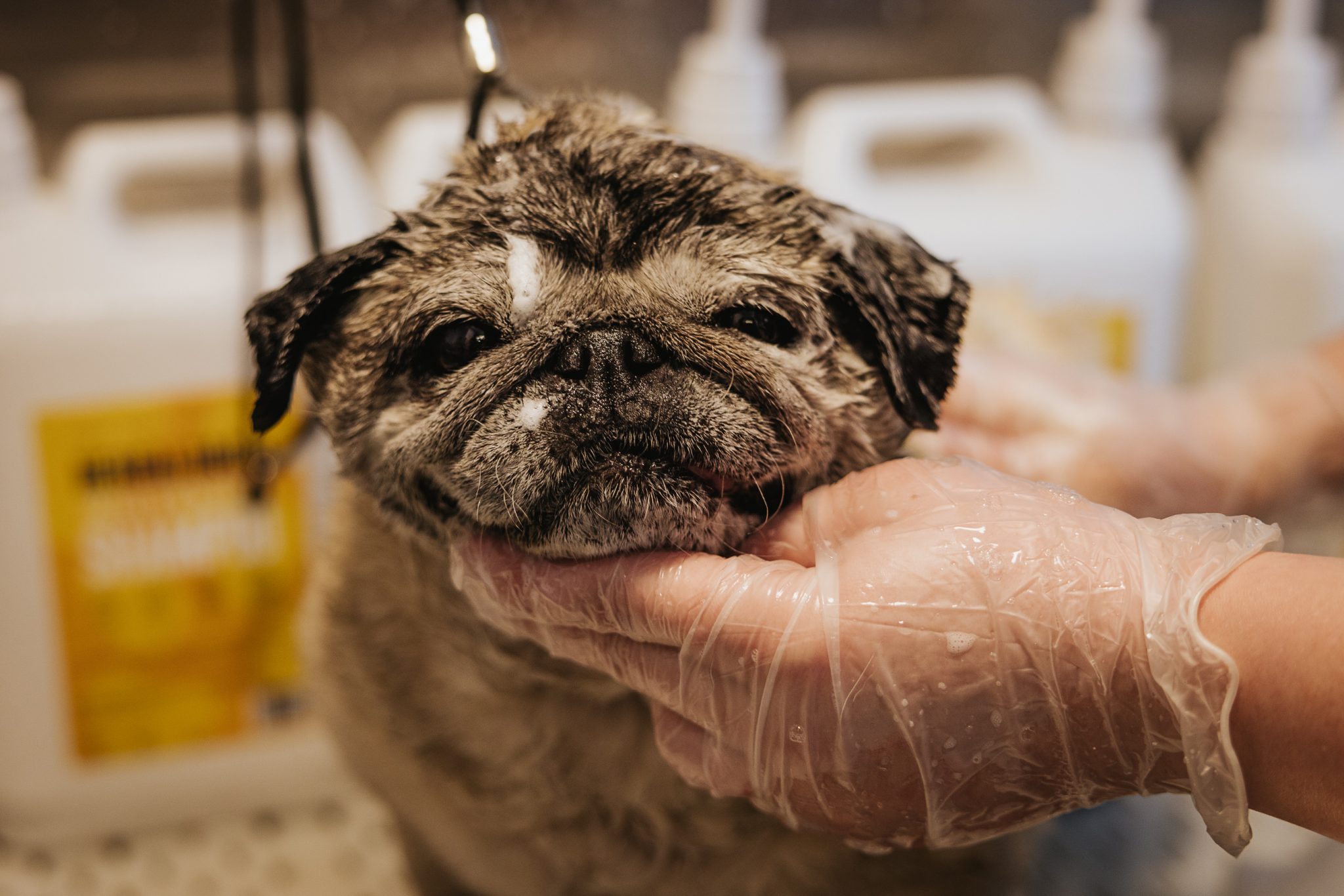 Pink Whiskers Grooming